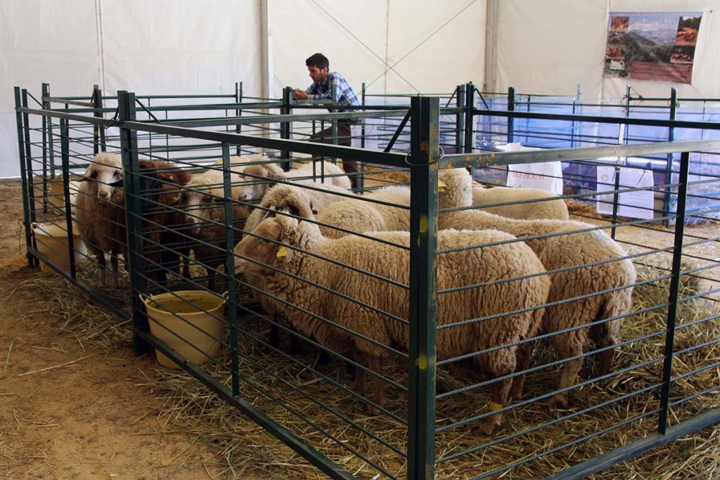 Ronda recupera su legado ganadero con la inauguración de la Real Feria ...