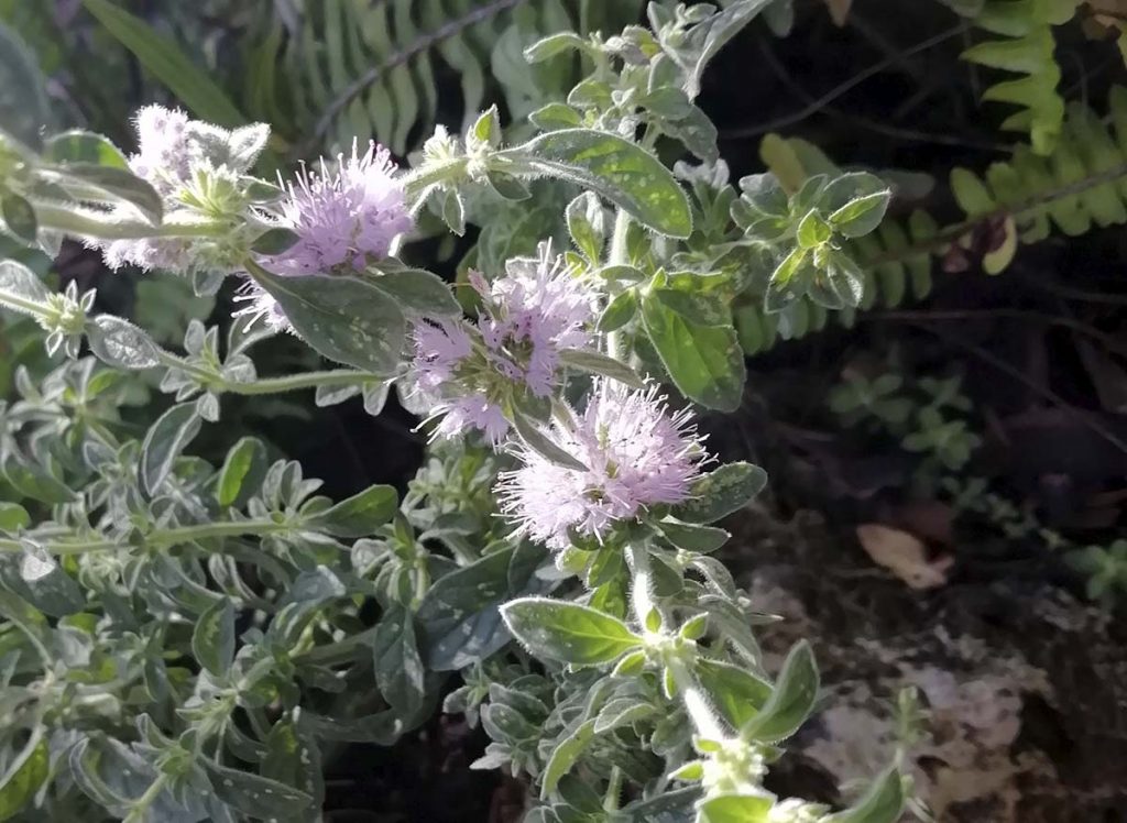 Plantas de la Serranía de Ronda: Poleo. Menta poleo (Mentha pulegium ...